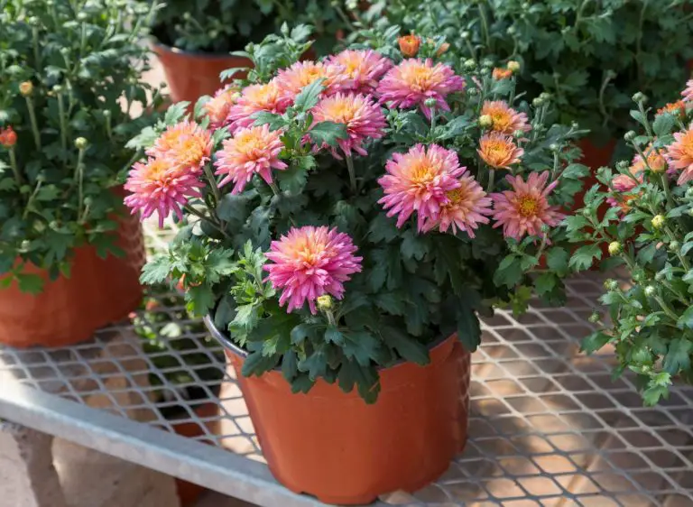 When Do Mums Start To Grow Back: Everything You Need To Know! | Plants ...