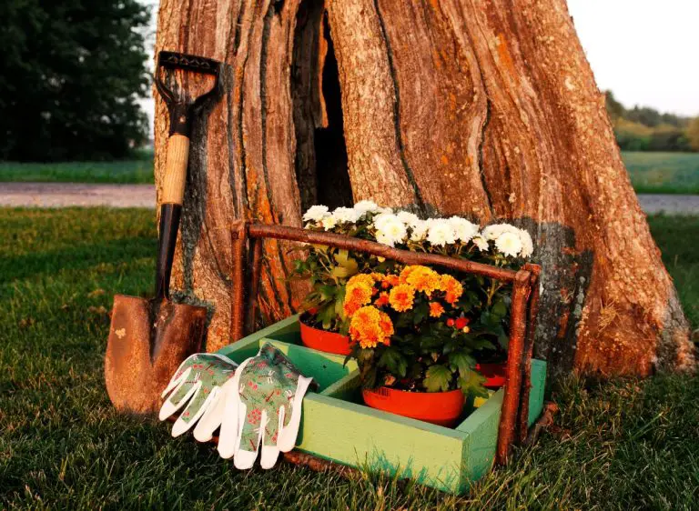 When Do Mums Start To Grow Back: Everything You Need To Know! | Plants ...