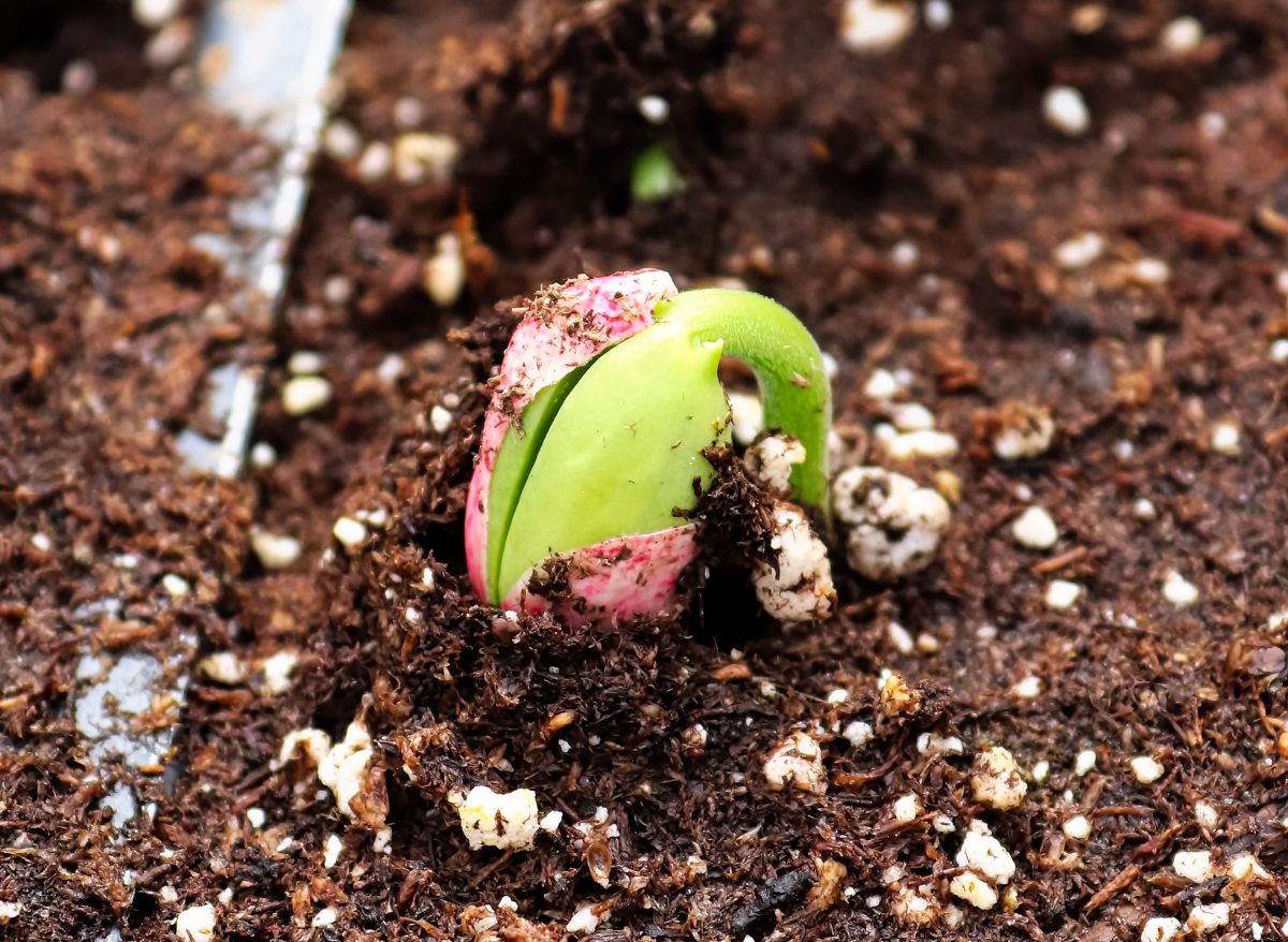 When Is The Best Time To Start Green Bean Seeds Indoors? | Plants Heaven