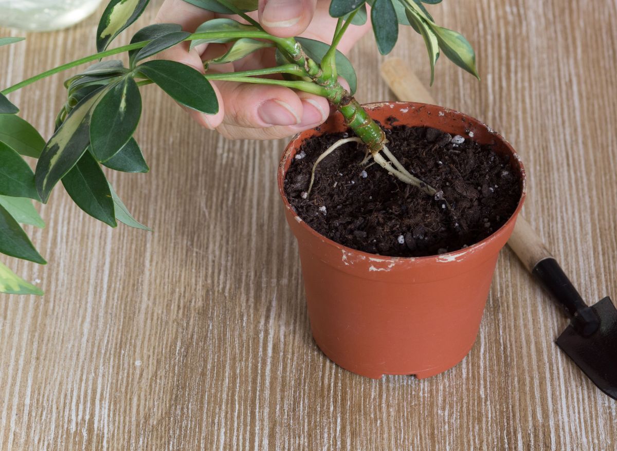 9 Indoor Plants That Look Like Olive Trees: A Guide To Choosing The ...