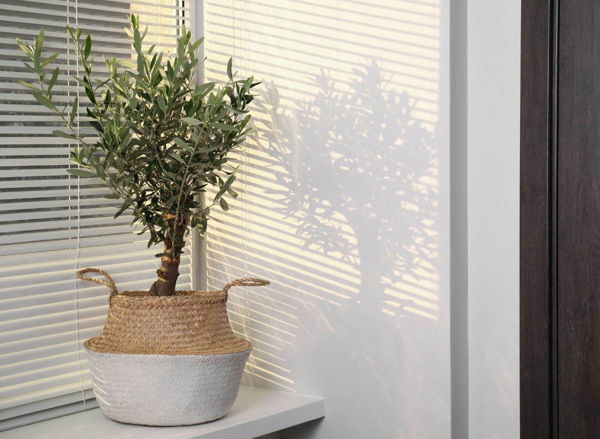 Growing And Caring For Black Olive Tree: Everything You Must Know ...