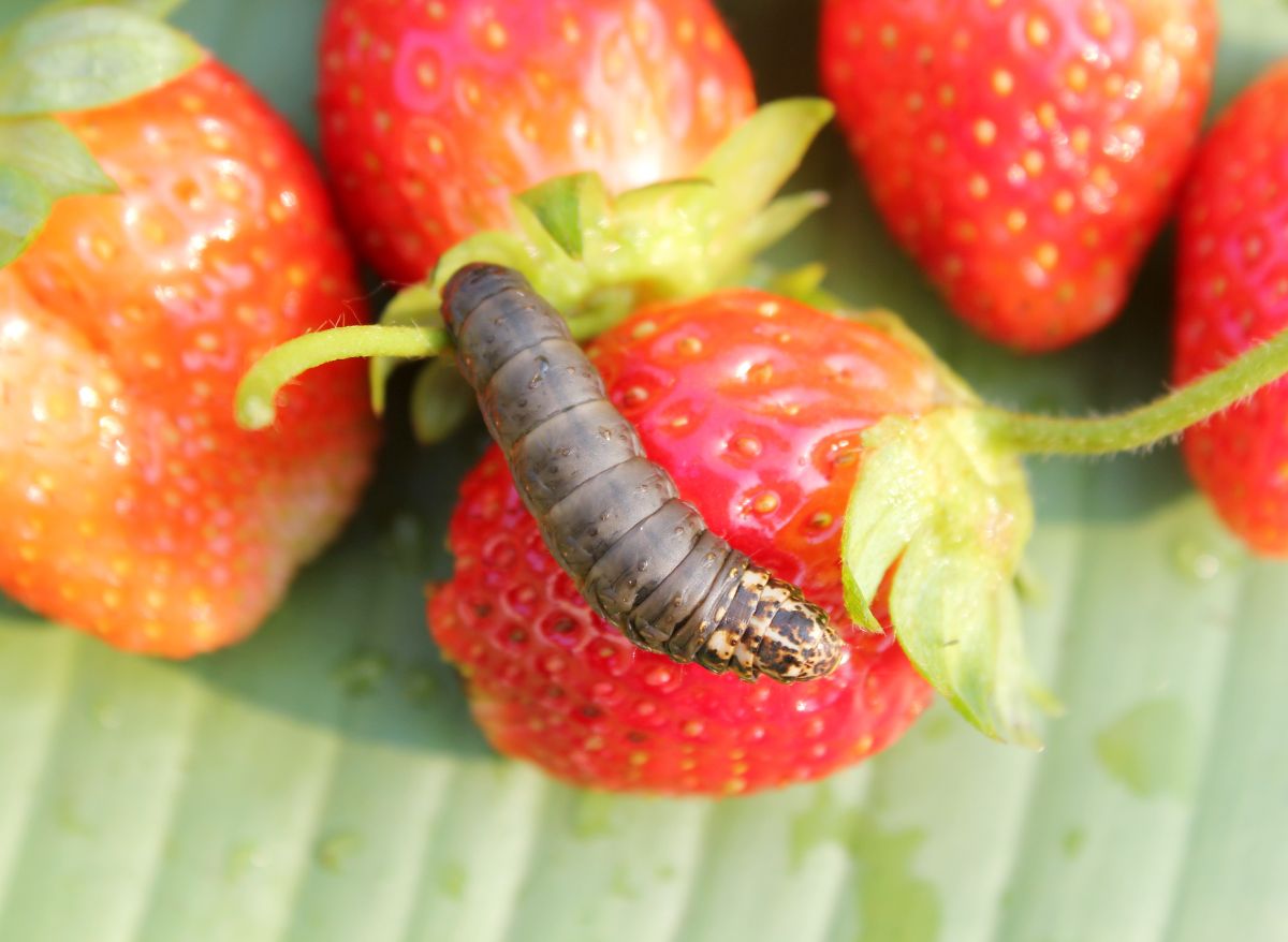 How To Get Rid Of Worms On Strawberry Plants (7 Effective Natural Ways ...