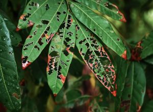 How To Identify Iron Deficiency Symptoms In Plants: Here’s How ...