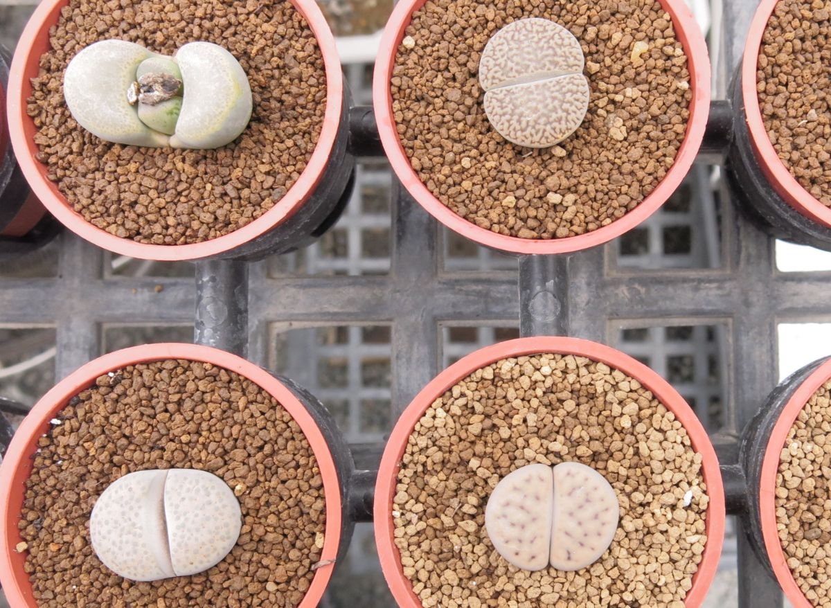 How To Know If Lithops Are Splitting: 6 Signs To Look For! | Plants Heaven