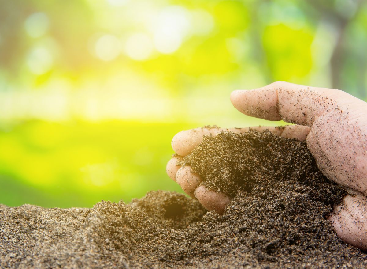 How To Reduce Iron In Soil: A Guide To Healthier Plants And Better ...