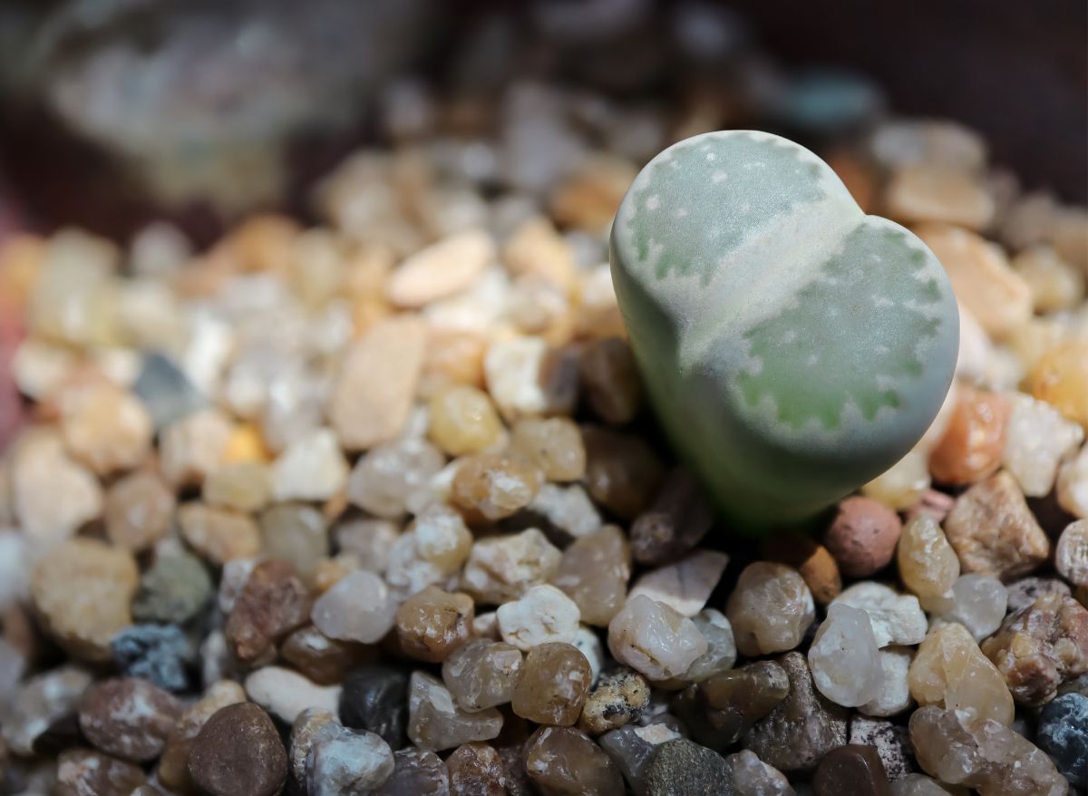 Understanding The Fascinating Lithops Growth Cycle | Plants Heaven