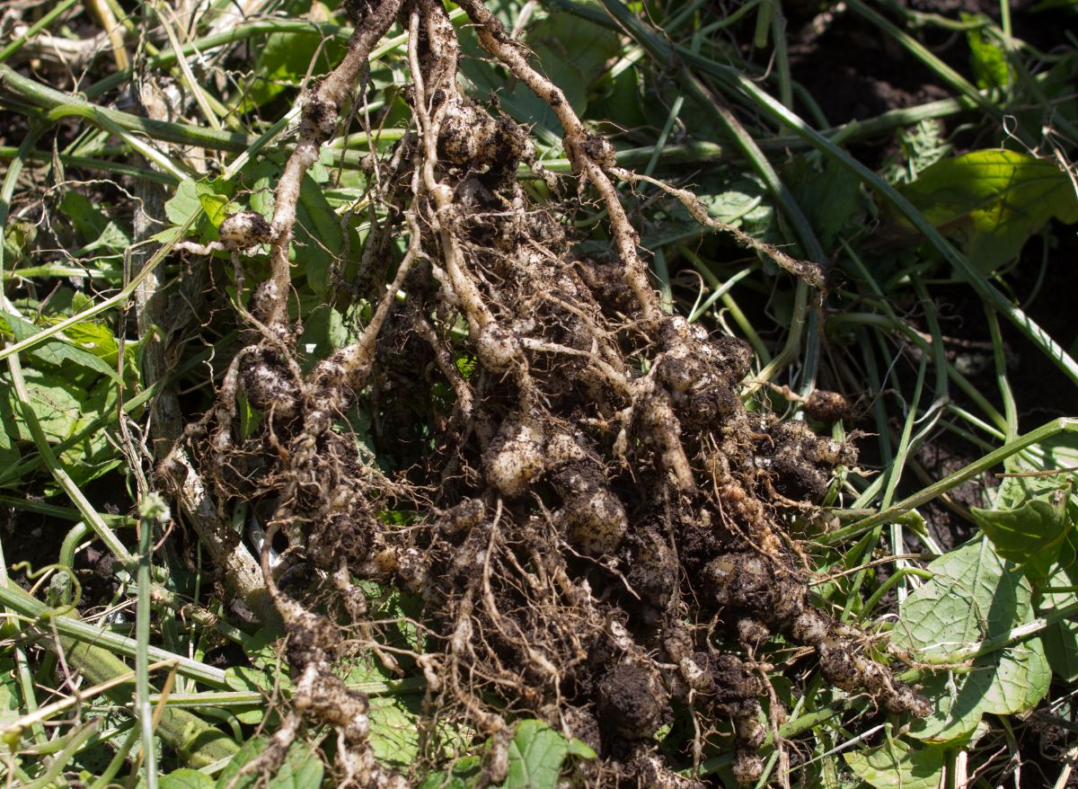 Types Of Worms In Potted Plants: What You Need To Know! | Plants Heaven