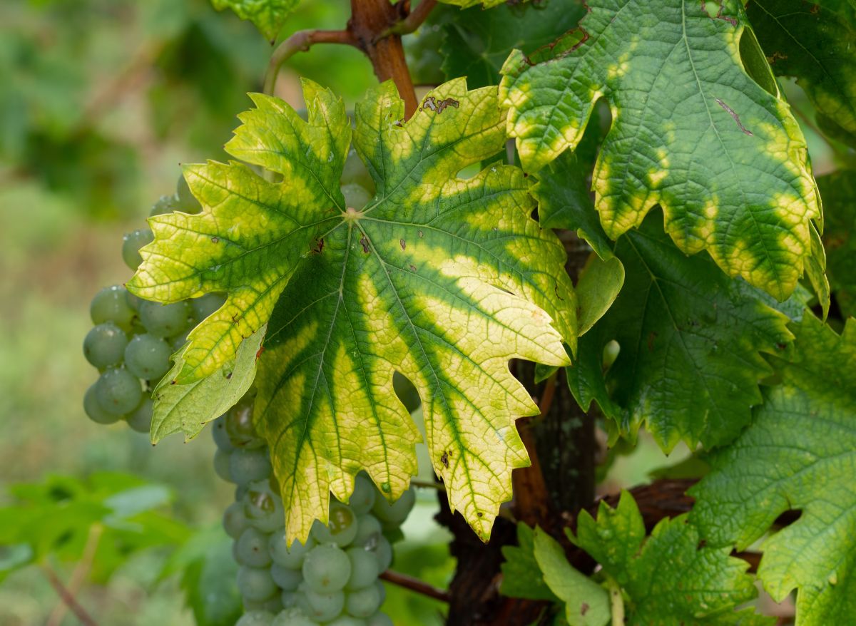 Understanding The Root Cause Of High Iron In Soil | Plants Heaven