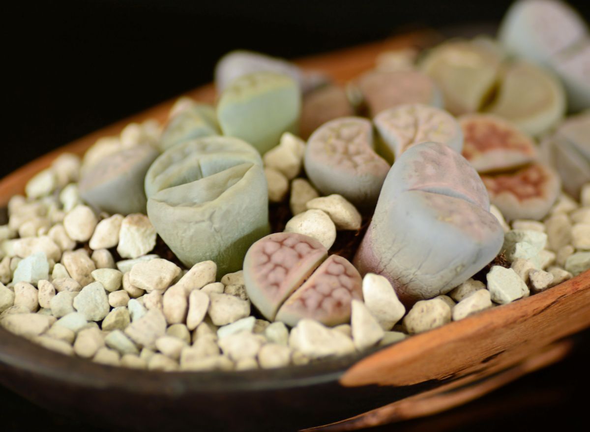 When Do Lithops Split: A Quick And Helpful Guide | Plants Heaven