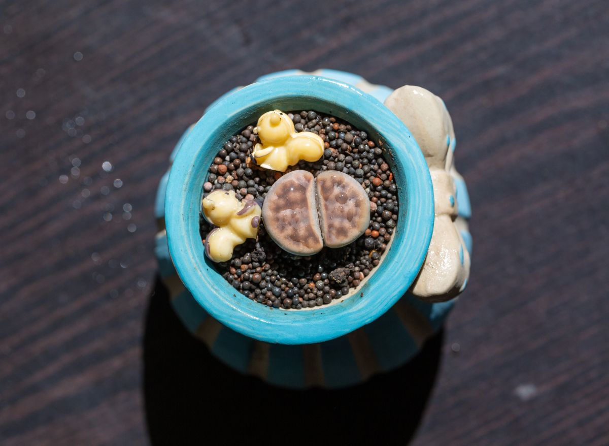 When Do Lithops Flower: All You Need To Know! | Plants Heaven