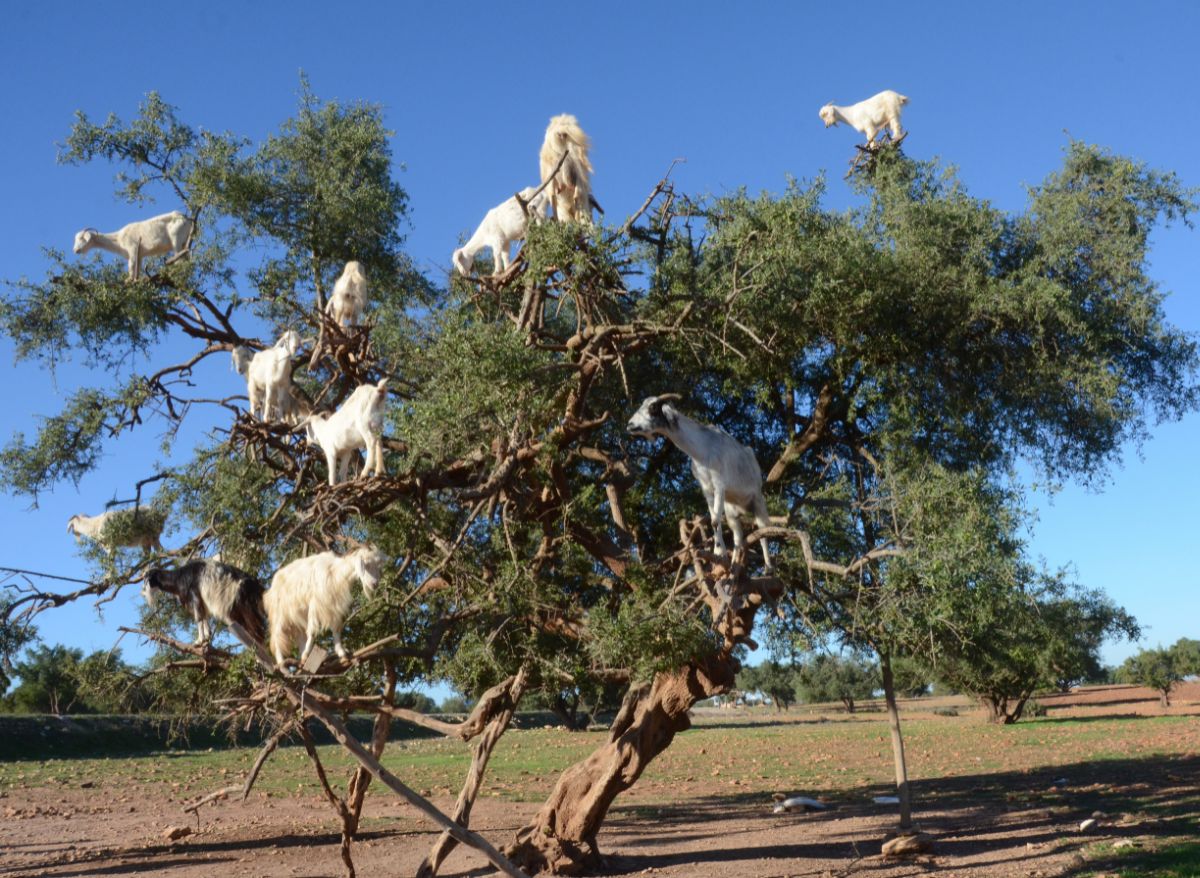 11 Trees Similar To Olive Trees And Their Characteristics | Plants Heaven