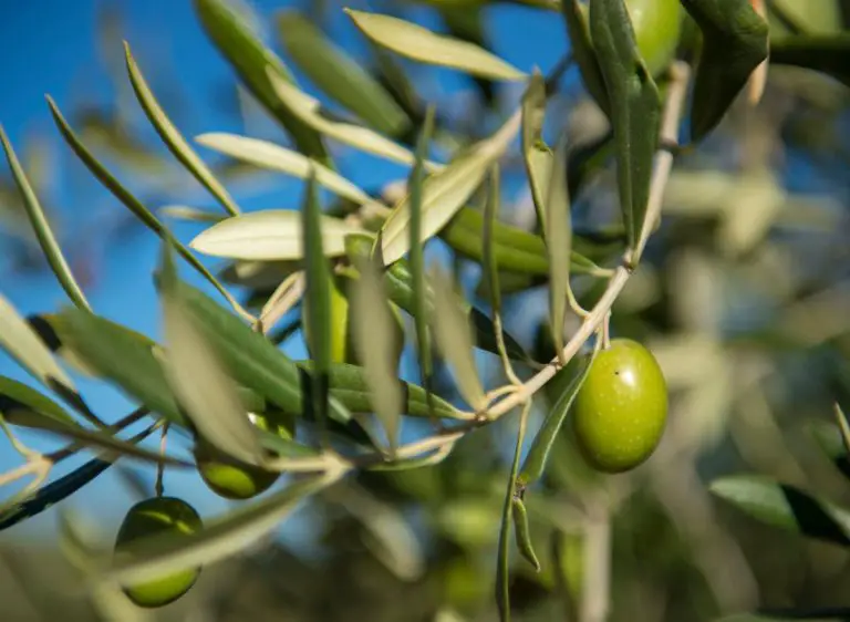 11 Trees Similar To Olive Trees And Their Characteristics | Plants Heaven