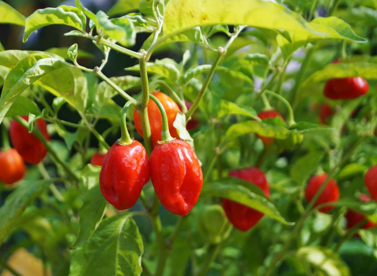 How Much Water Do Pepper Plants Need? (This Much!) | Plants Heaven