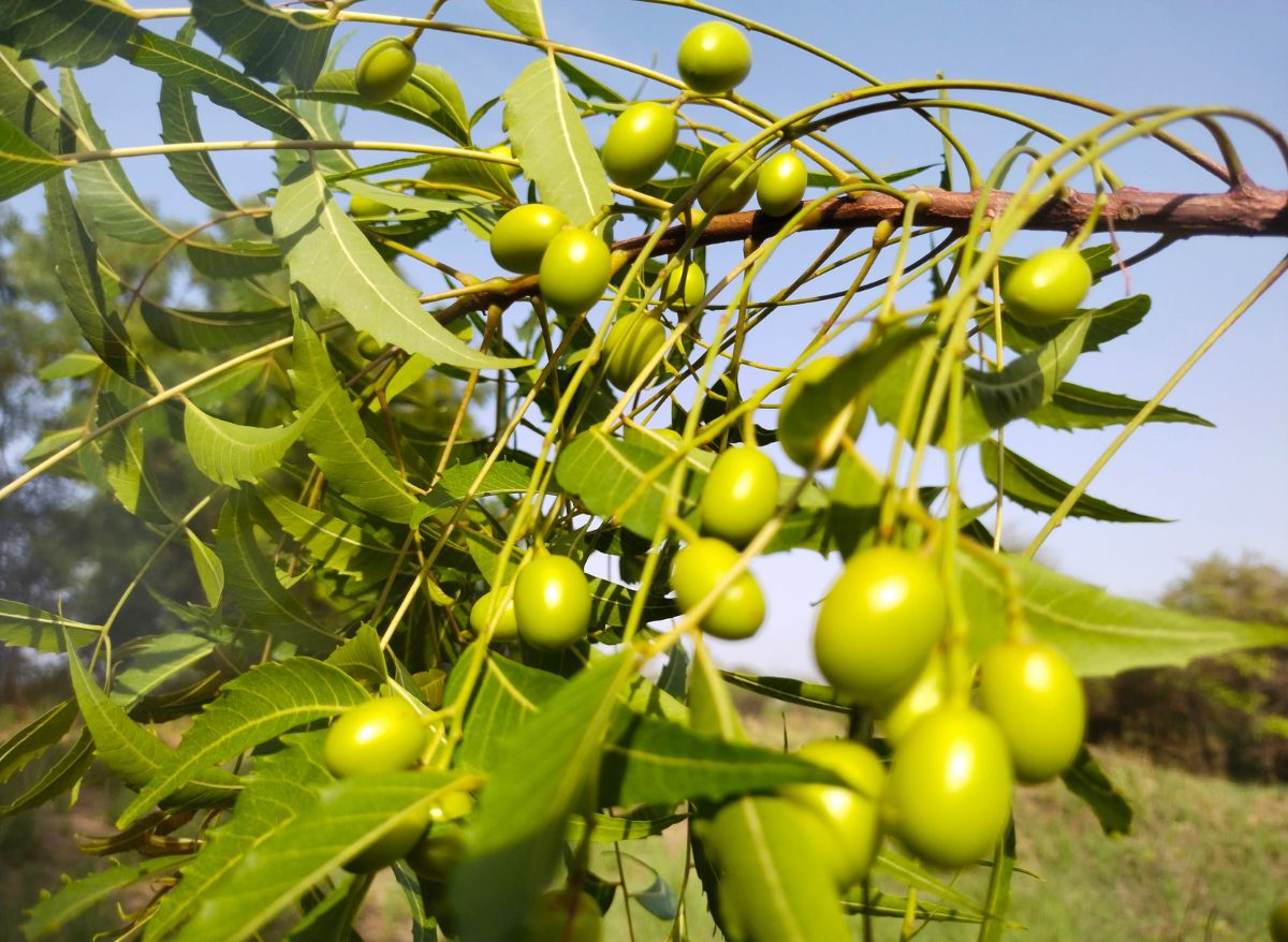 11 Trees Similar To Olive Trees And Their Characteristics | Plants Heaven